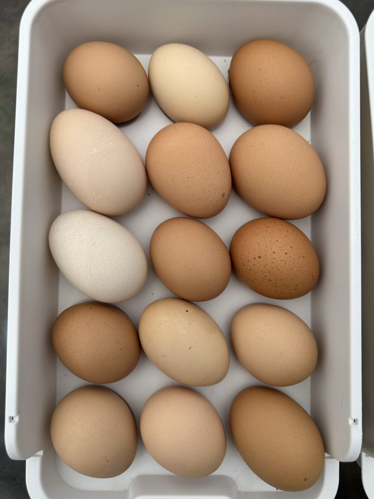 Farm Fresh Eggs | Tilley's Farm